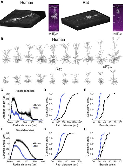 morphological elaboration of the dendritic tree of human l2 3 pyramidal