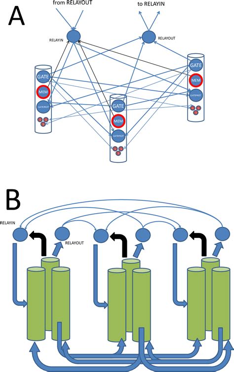a spiking neural network learning markov chain