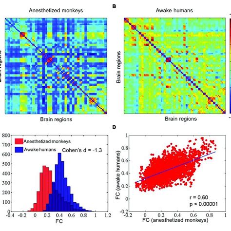 Mean Static Functional Connectivity Matrices For Anesthetized Monkeys