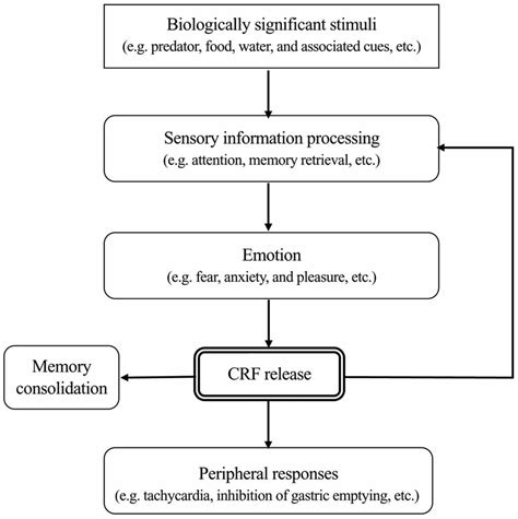 Hypothetical Model Regarding The Roles Of Crf In The Brain In This