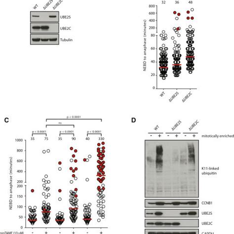 Genetic Analysis Of Apc C Associated E2s Identifies Ube2c Independent Download Scientific