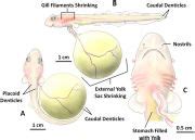 Shark Development Embryology