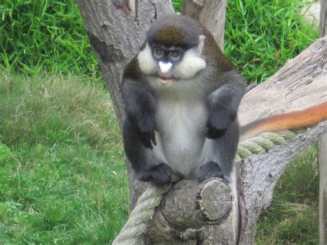 The Fattest Monkey I Have Ever Seen Aww