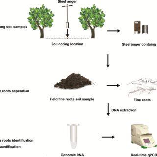 Flowchart Illustrating The Determination Of Tree Species And Relative Download Scientific