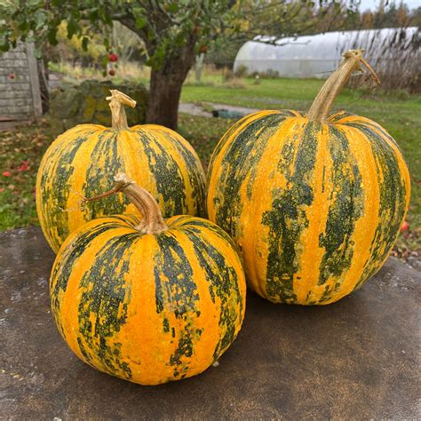 Styrian Hulless Pumpkin Revival Seeds
