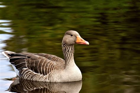 Más De 7 000 Imágenes Gratis De Ganso Y Naturaleza Pixabay