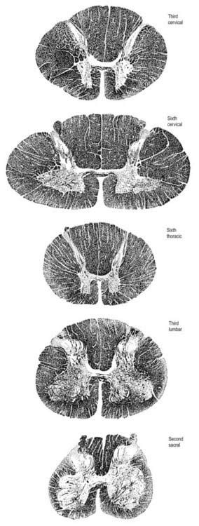 Spinal Cord And Nerve Roots Neupsy Key