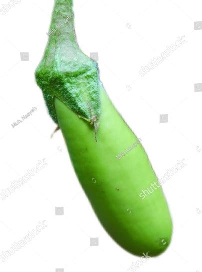 Eggplant Detection Object Detection Dataset And Pre Trained Model By