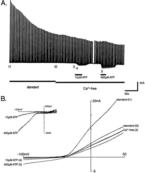 Voltage Activated And Atp Activated Conductances Of An Isolated Ihc A
