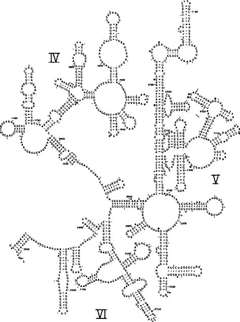 Ribosomal Rna Structure