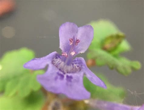 Chapter Sex And Reproduction In Seed Plants Inanimate Life