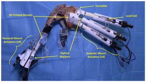 Jcm Free Full Text Development Of A Cadaveric Shoulder Motion