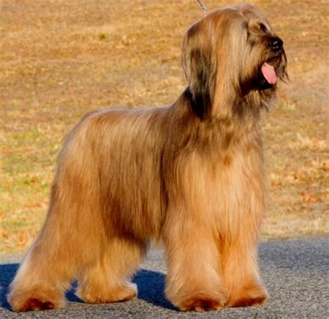 The Briard Interesting Dog Breed Information Hubpages
