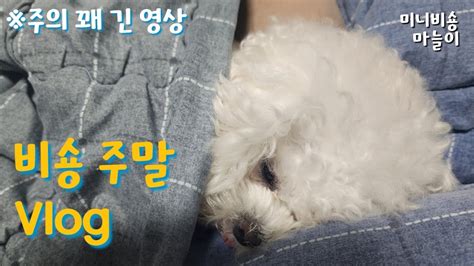 비숑vlog 비숑 비숑프리제 강아지vlog 비숑vlog 강아지브이로그 Youtube