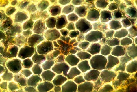Cross Section Of The Stem Of A Moss With Polarization Stock Image