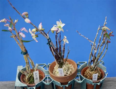 Yahooオークション セッコク ①五月姫・②緑星・③太白嶺