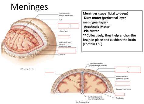 Meninges Diagram Quizlet