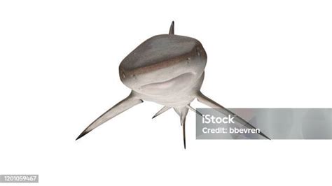 흰색 배경 컷 아웃 준비 전면 보기 3d 렌더링에 고립 된 암초 상어 블랙팁샤크에 대한 스톡 사진 및 기타 이미지 블랙팁샤크 3차원 형태 고래 Istock