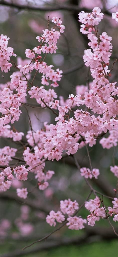 배경 화면 봄 나무 꽃 핑크 사쿠라 꽃 2880x1800 그림 이미지