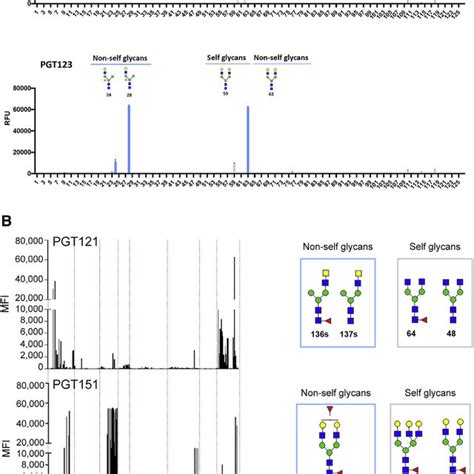 Binding Of Hiv 1 Bnabs To S Mansoni Parasitederived Glycans On Glycan