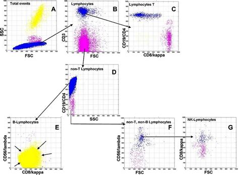 Illustrative Example Of The Implemented Automated Algorithm Described