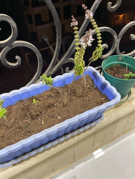 Wilted Basil Leaves Rplantclinic