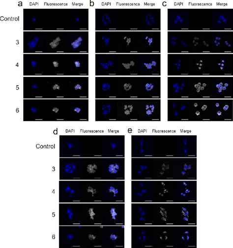Intracellular Compound Localization Cell Nuclei Are Stained With Dapi