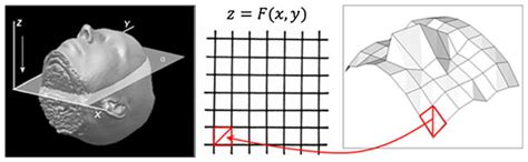 Triangulation Of The Anatomical Surface Over Rectangular Grid Base