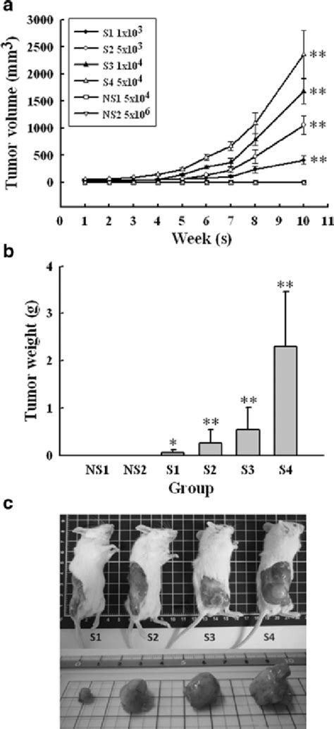 Side Population Cells S1 S4 Possess Higher Tumorigenicity Than