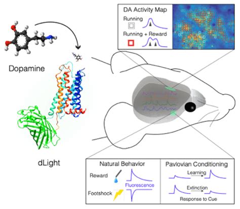 Tian Lab Max Planck Florida Institute For Neuroscience