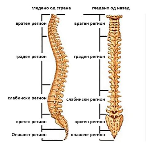 Скелет Andriana Dimitrov