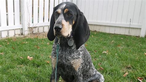 Treeing Walker Coonhound Caractère éducation santé