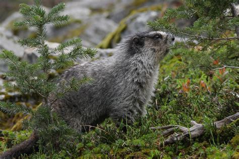 Meet The Marvellous Mountain Marmot Surprise Company In The Bc