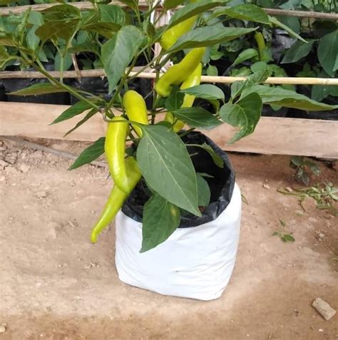 මාලු මිරිස් වගා කරුවන්ගේ සංගමය