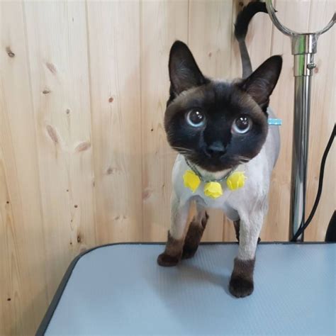 잔다냥z목동점♬등촌 화곡 화곡본 가양 양평 염창 당산 공항 발산 신정 방화 마곡 부천 광명 상암 고양이 무마취 미용 목욕 네이버 블로그