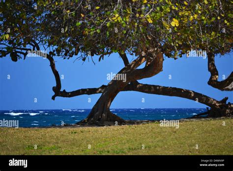 Trees On The Beach Stock Photo Alamy Trees On The Beach Stock Photo Alamy