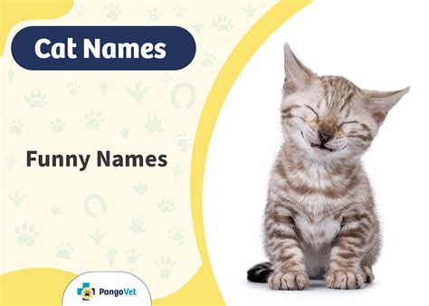 150 Funny Cat Names Weird And Hilarious Options For Your Cat The Vet Desk