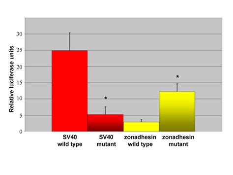 The Polya Signal Is Essential For Polyadenylation Of Male Germ Download Scientific Diagram