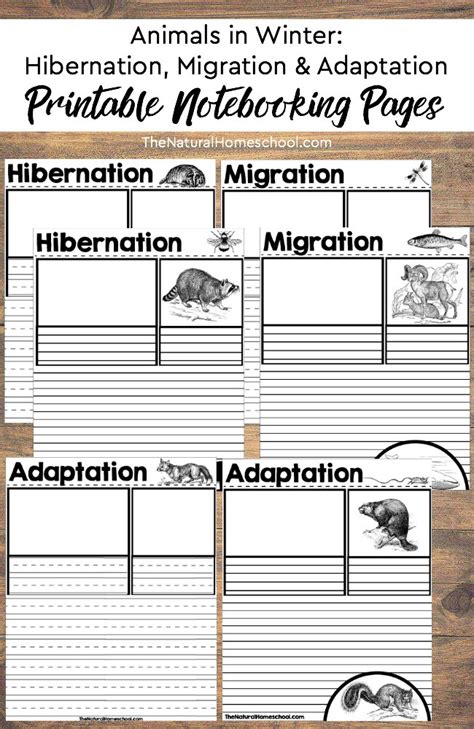 Hibernation Worksheets Printables Worksheet24