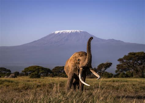 Vanishing Giants Inside The Disappearing World Of Amboselis Legendary