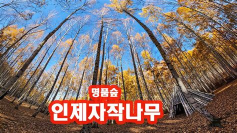 인제자작나무숲 강원도가볼만한곳 힐링 가을여행 원대리 자작나무숲 단풍명소 Youtube