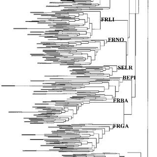 Hierarchical Clustering Based On Genetic Distances Between Individuals Download Scientific