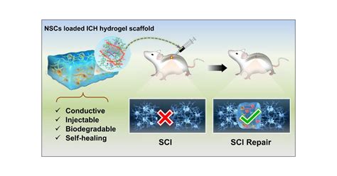 An Electroconductive Hydrogel Scaffold With Injectability And Biodegradability To Manipulate
