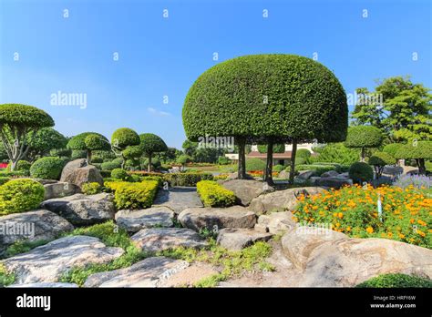 Beautiful Dwarf Tree In The Garden In Thailand Stock Photo Alamy