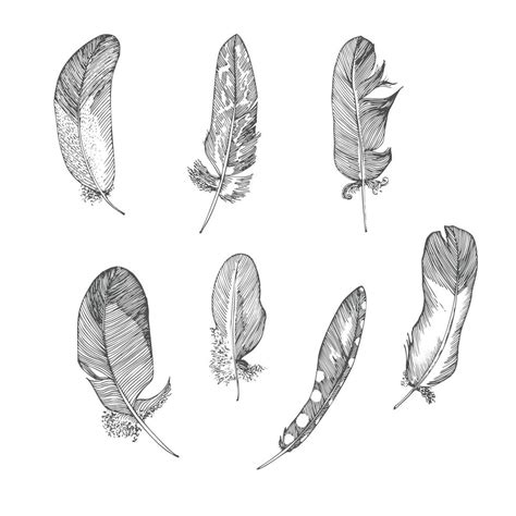 Set Realistic Sketch Of Bird Feather On Isolated Background Detailed