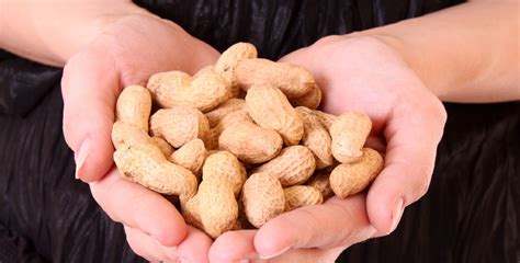 دراسة الفول السوداني أحدث وسيلة للحماية من أمراض القلب فوشيا