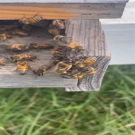 Bee Object Detection Model By Bee