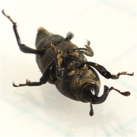 Bluegrass Billbug Sphenophorus Parvulus Bugguidenet