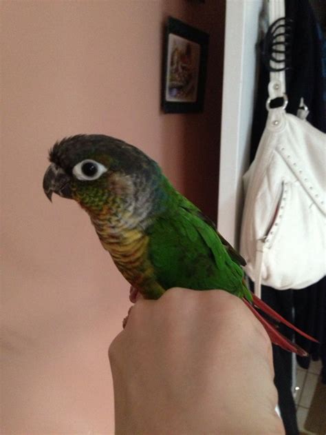 My Bird Chicky Pet Birds Bird Species Pretty Birds