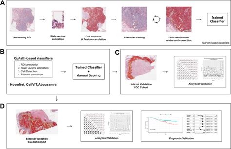 aiによる免疫細胞の分析で乳がんの予後を予測可能 ai analysis of immune cells can predict breast